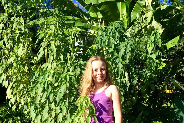 9 Ways to Simply Use Chia: An easy 'superfood' to grow at home - Our ...