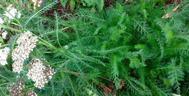 Yarrow: Weed or Medicine For The Soil and Our Bodies? - Our ...